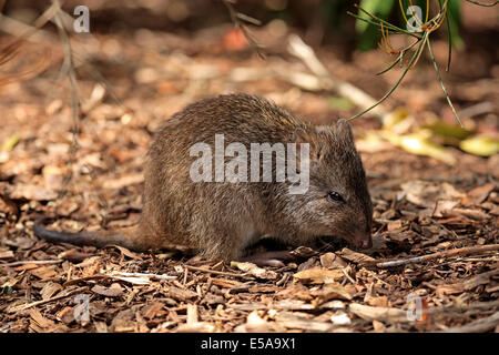 Long nosed Potoroo, adult foraging, South Australia, Australia ...