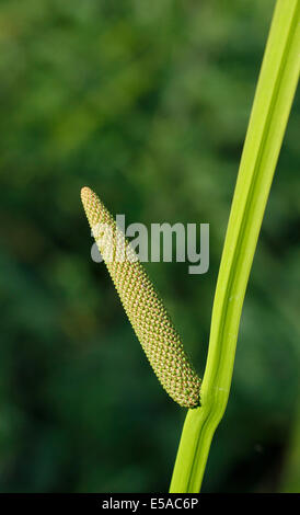 Inflorescence of sweet flag (Acorus calamus) with young fruits Stock ...