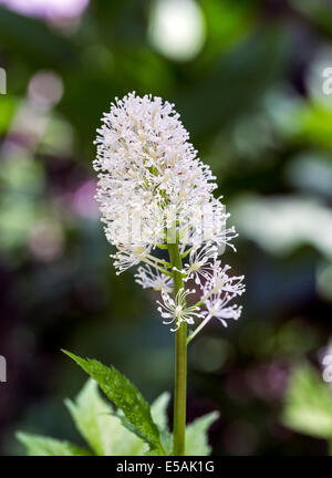 Red Baneberry, or Bugbane, family Ranunculaceae, in full bloom in the ...