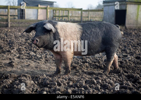 A black pig in a farmland Stock Photo - Alamy