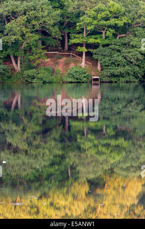 Reflections in a pool at Kyre, Worcestershire Stock Photo - Alamy