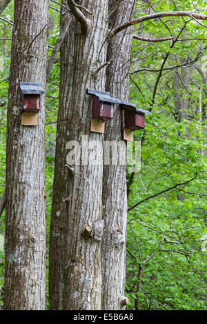 Bat boxes on trees in Norfolk, England, UK Stock Photo - Alamy