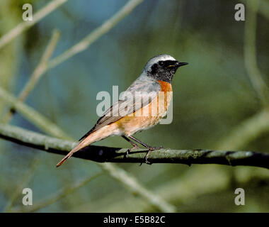 Common Redstart (Phoenicurus phoenicurus), male perched on a twig ...