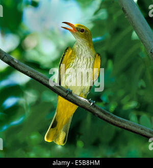 Golden oriole (Oriolus oriolus) female in flight, Bulgaria, May 2008 ...