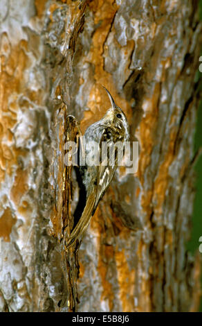 Short-toed Treecreeper, Certhia brachydactyla, animals, birds, breeding ...