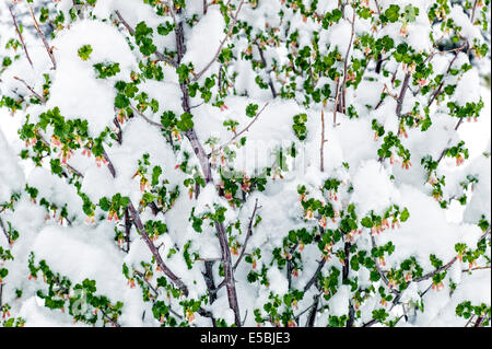 Detail macro of flowers of a wax plant in sunshine Stock Photo - Alamy