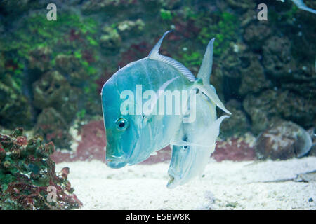 Lookdown Silver tropical fish selene vomer Stock Photo - Alamy