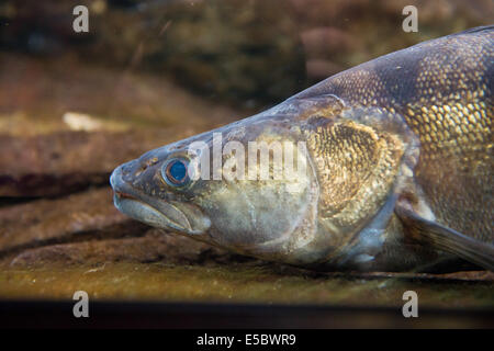 portrait of freshwater fish Pike Perch - Sander lucioperca Stock Photo ...