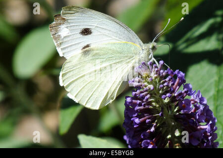 A Large white butterfly on a buddleia flower, Chipping, Preston ...