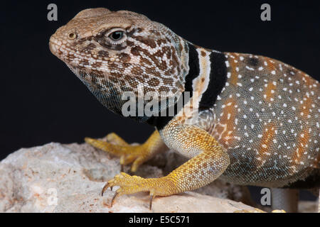 A colorful male Collared Lizard (Crotaphytus collaris) or Mountain ...