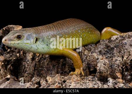 Land mullet (Egernia major) lizard in Queensland, Australia Stock Photo ...