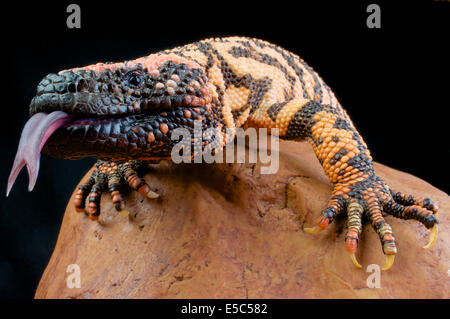 Gila Monster (Heloderma suspectum) flicking his tongue. Venomous lizard ...