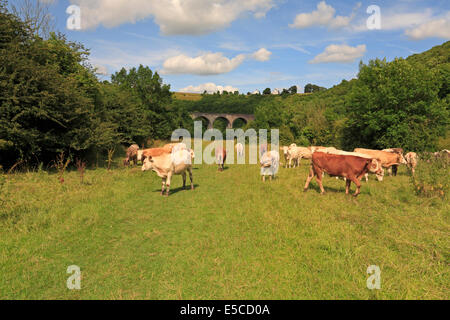 Cows across a footpath in Monsal Dale below Headstone Viaduct and ...