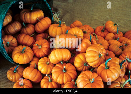 Pumpkins "Munchkin", Cucurbita pepo, Cucurbitaceae. Aka Squash, Winter ...