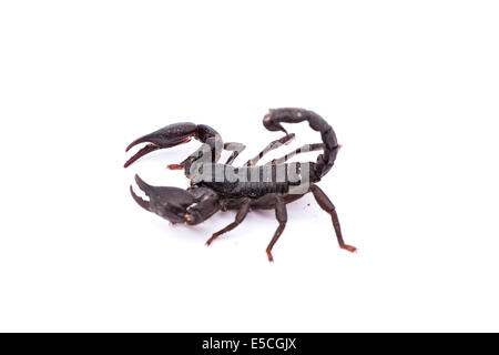 Emperor scorpion (Pandinus imperator), a species of scorpion native to ...