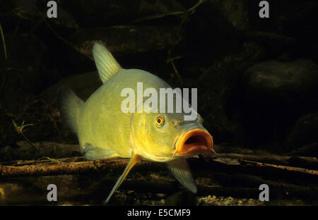 Tench or Doctor Fish (Tinca tinca), France Stock Photo - Alamy
