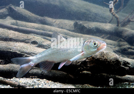 European Chub (Leuciscus cephalus), France Stock Photo - Alamy