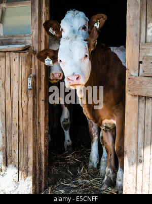 3 cows looking out from barn Stock Photo - Alamy