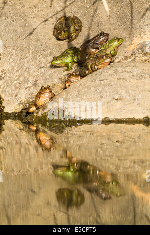 Israel, Marsh Frog (Pelophylax ridibundus Stock Photo - Alamy