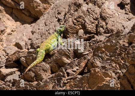 Male Ornate Mastigure (Uromastyx ornata) is one of the most colorful ...