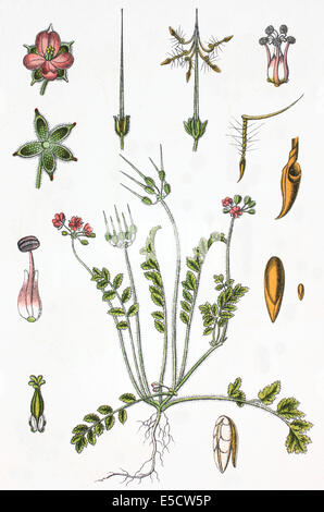 Musky stork's bill, Whitestem filaree (Erodium moschatum), medicinal ...