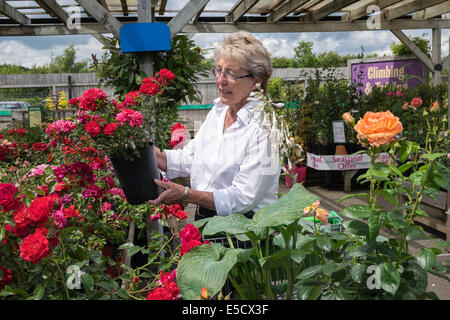 Older woman OAP looking at roses and plants in local garden centre on ...