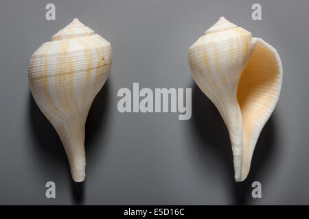 Indian Ritual Conch, (Turbinella pyrum Stock Photo - Alamy