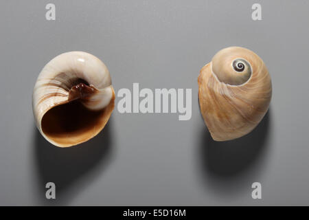 Indian Moon Shells Stock Photo - Alamy