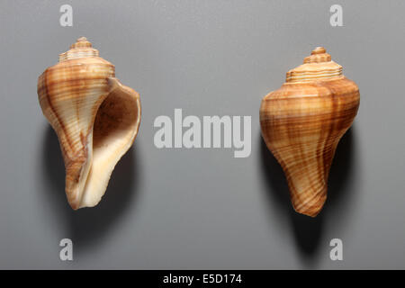 Indian Ritual Conch, (Turbinella pyrum Stock Photo - Alamy
