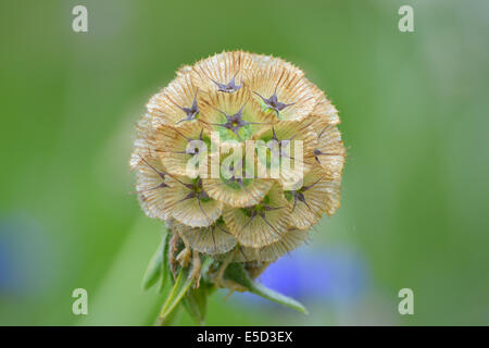 Scabious Paper Moon flower close up Stock Photo - Alamy