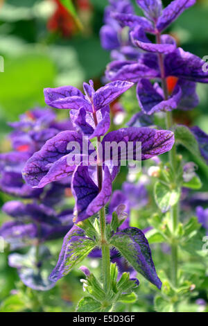 Close up of purple annual sage (salvia horminium) flowers in bloom ...