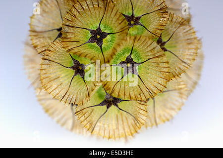Scabious Paper Moon flower close up Stock Photo - Alamy