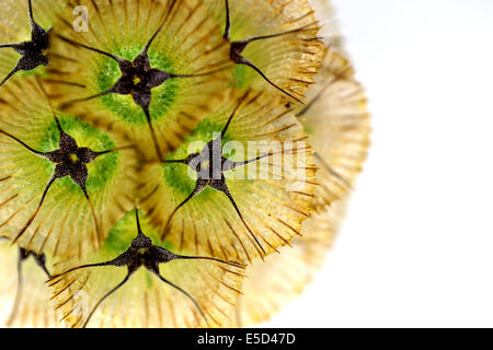 Scabious Paper Moon flower close up Stock Photo - Alamy
