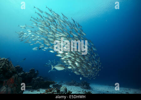 Oceania, Palau, Oxeye Scads, Selar boops, Shoal of fish Stock Photo - Alamy