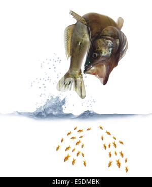 jumping out for fish zander on white background Stock Photo - Alamy