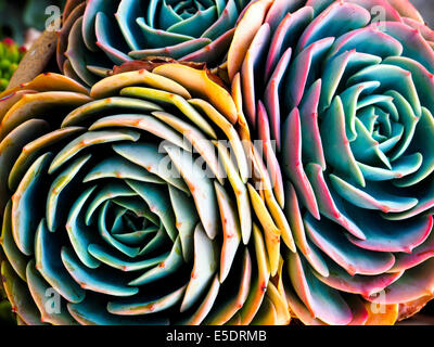 Echeveria succulent plant Stock Photo - Alamy