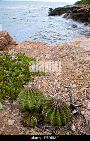 Squat melon cactus showing a fleshy globose stem and spiny longitudinal ...