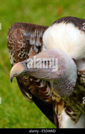 A side profile profile view of the head of a Griffon Vulture Stock ...