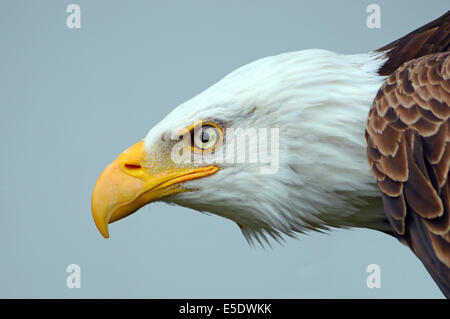 profile of a bald eagle against a green background Stock Photo - Alamy