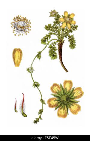Creeping avens (Geum reptans), medicinal plant, historical ...