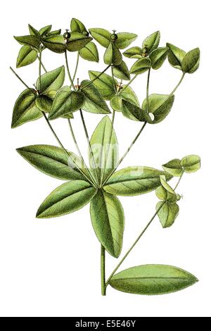 Sweet spurge (Euphorbia dulcis), medicinal plant, historical ...
