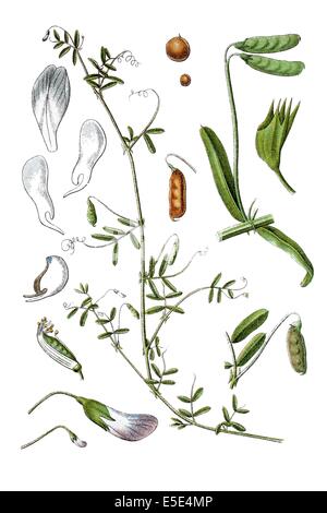 Smooth vetch (Vicia tetrasperma), medicinal plant, historical ...