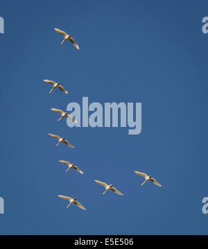 Birds swans flying in V-Formation. In a V-shape Stock Photo - Alamy