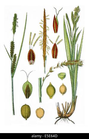 "Acute Sedge, Slender Tufted-sedge, Carex acuta; Syn. Carex gracilis ...