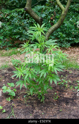 cannabis, marijuana plant growing outside Stock Photo - Alamy