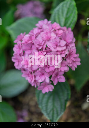 Pink hydrangea blossom close up Stock Photo - Alamy