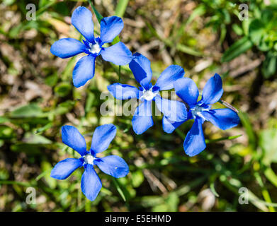 Flowers of Spring Gentian (Gentiana verna) at 2400m near the Col de ...