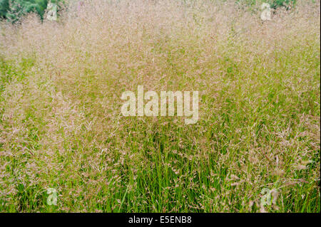 Agrostis capillaris or tenuis, Common Bent, Colonial bent or Browntop ...