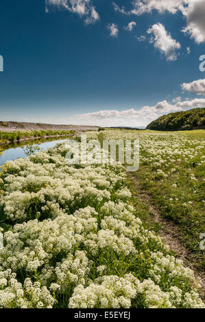 River Dulas at Llanddulas on the North Wales coast Stock Photo - Alamy