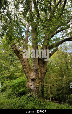 The Knightwood Oak, a 500 year old Pollarded Pedunculate (English) Oak ...